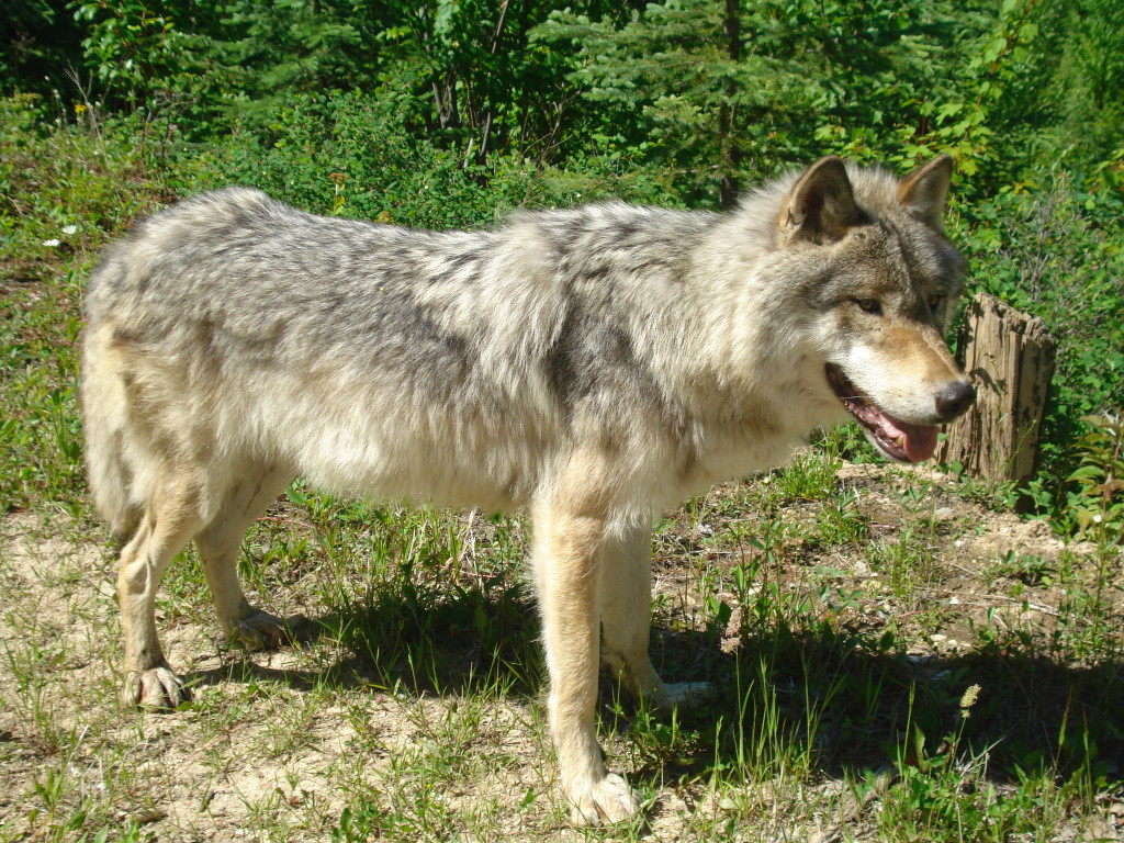 Walking With Wolves
