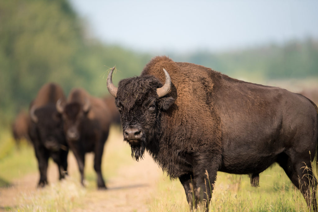 Legend of the White Bison