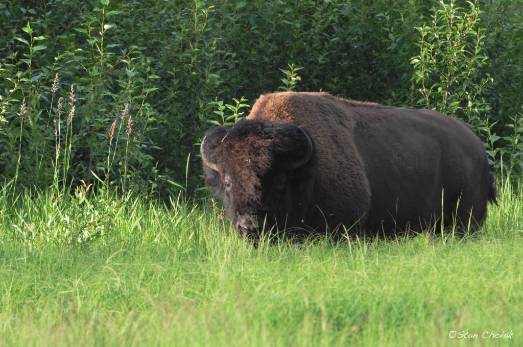 Legend of the White Bison