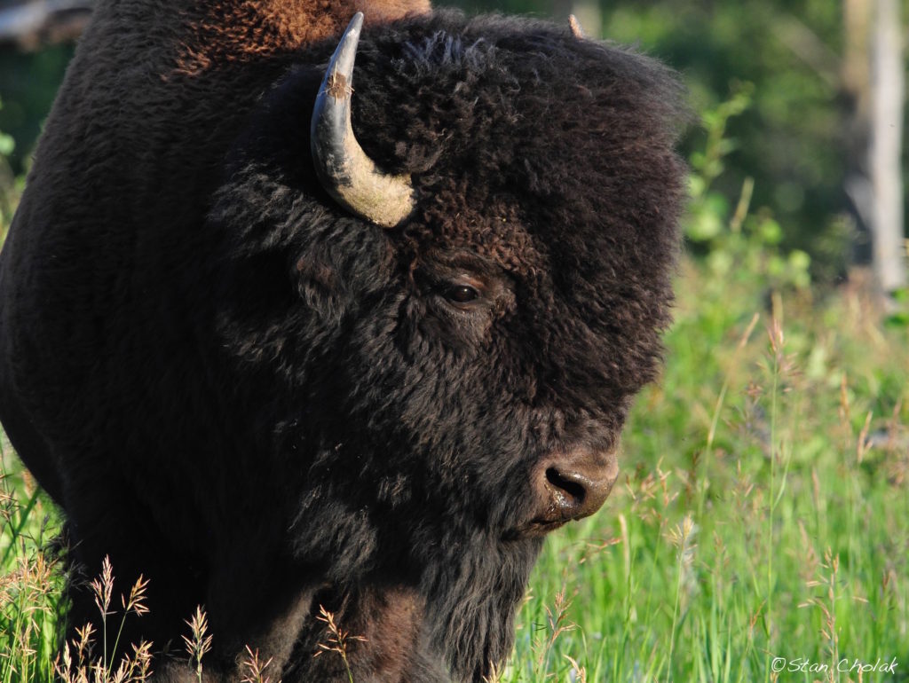 Legend of the White Bison