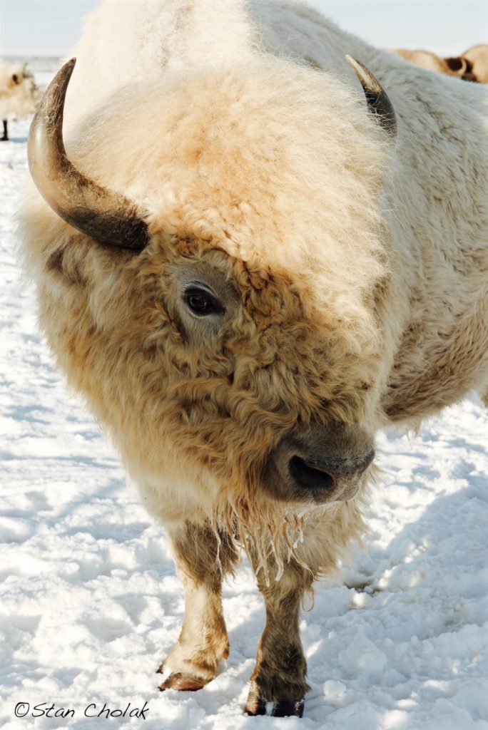 Legend of the White Bison