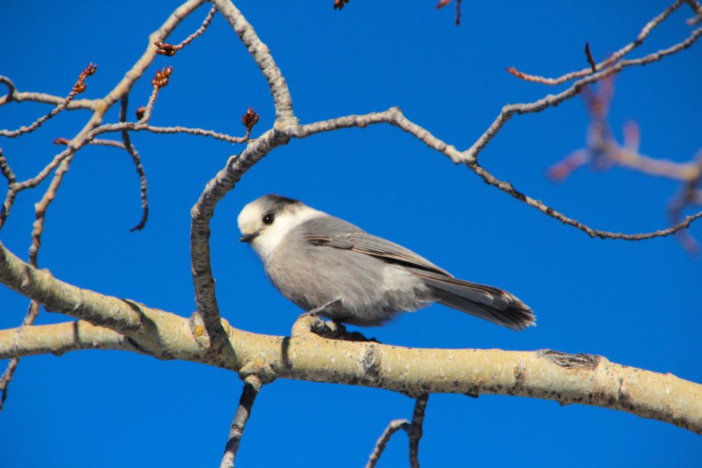 10 - AKA Gray Jay - Calgary Guardian