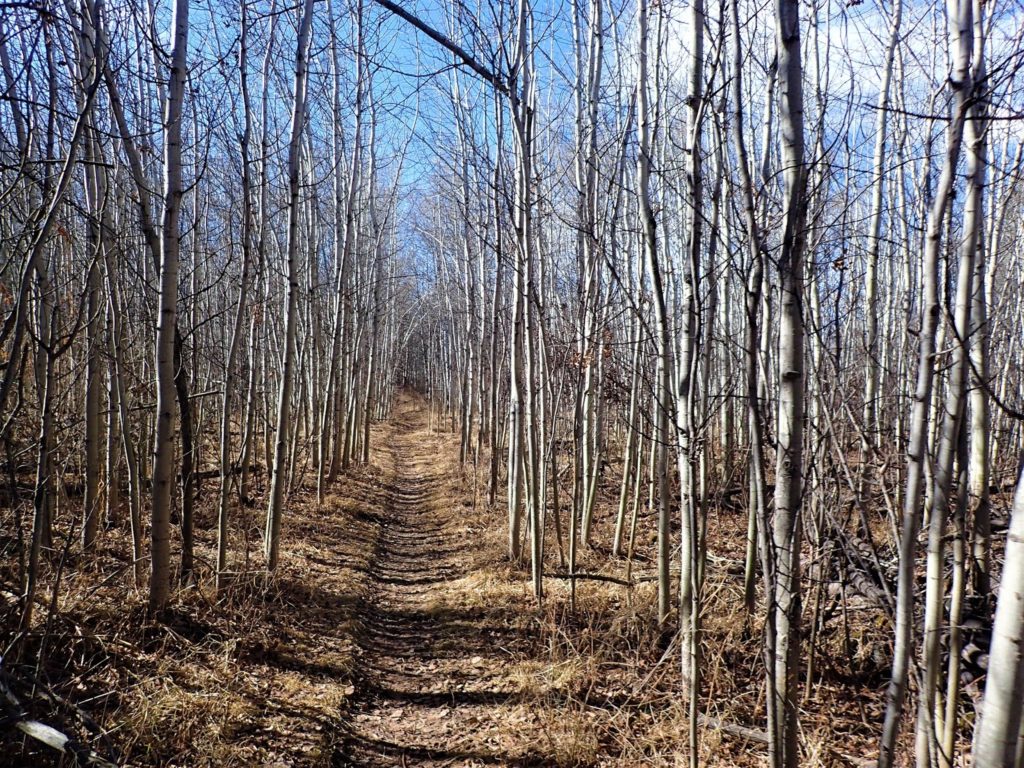 Wandering Through The Weaselhead