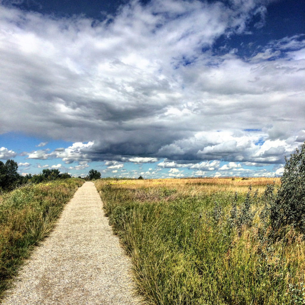 Rediscover Nose Hill