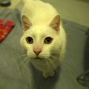 Rowdy the cat is looking for his furever family in Calgary