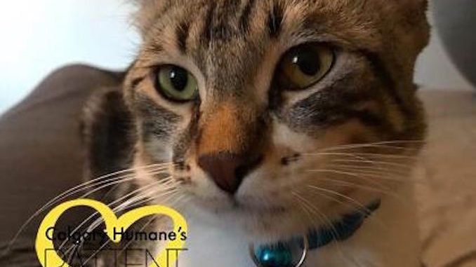 Pippin the cat is looking for a new home in the Calgary area