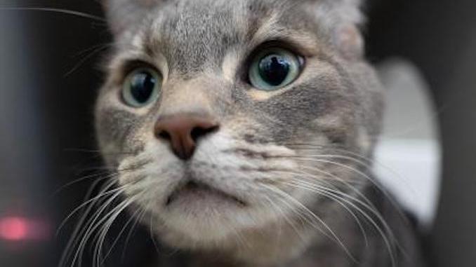 Perry the cat needs a new place to live in the Calgary area