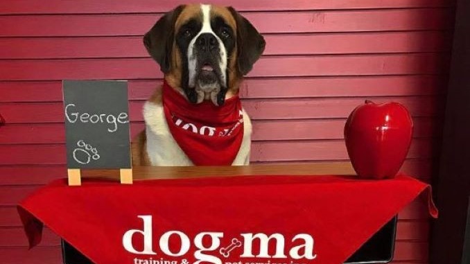 Homegrown Business: Teaching Man's Best Friend with Dogma Training
