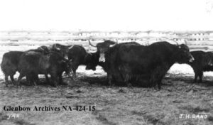 Historic Photos from Buffalo National Park