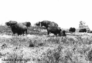 Historic Photos from Buffalo National Park