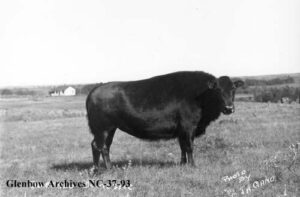 Historic Photos from Buffalo National Park