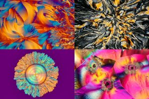 “A Day in the Life” with Scientist and Photographer, Robert Berdan