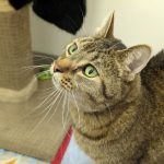 Bruce the cat needs a new loving home in the Calgary area