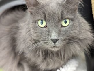 Dora the cat needs a new loving home in the Calgary area