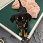 Alanis the dog needs a new home in the Calgary area