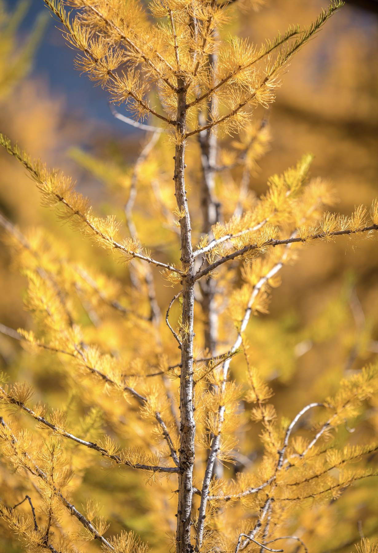 Discover Larches at the Lake Louise Summer Gondola