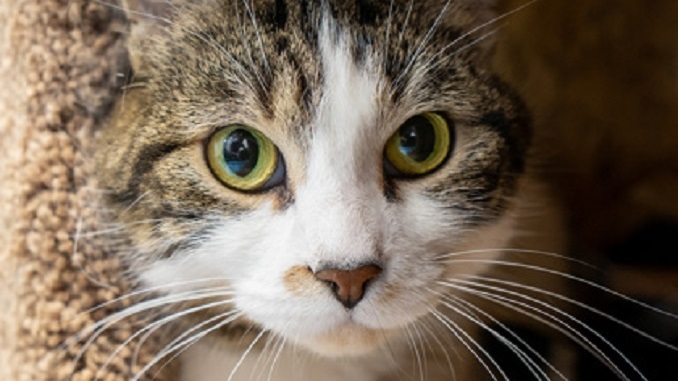 Bebe the cat needs a new home in the Calgary area