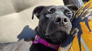 Home - Calgary Guardian